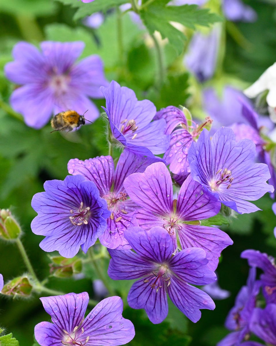 9 groundcover plants that instantly make your garden look lush and full