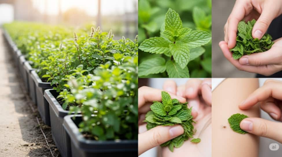 Tired Of Mosquitoes? These 7 Plants Are Nature’s Bug Repellent