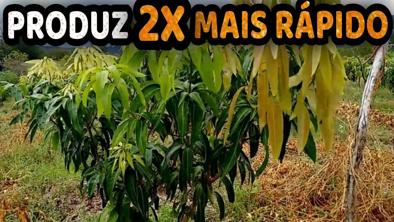 Como Podar o Pé de Manga — Produza 2X Mais Rápido