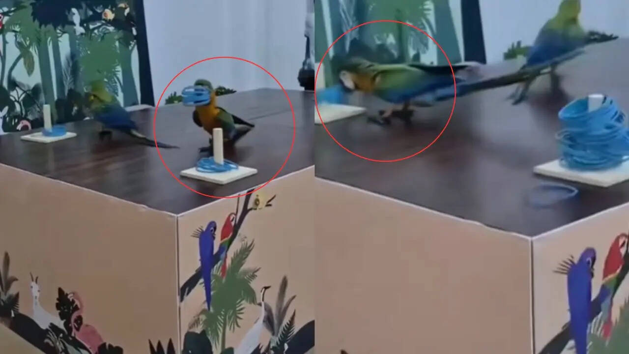 Parrot’s 'Sneaky' Move During Training Stuns Internet, Teaches A Lesson ...