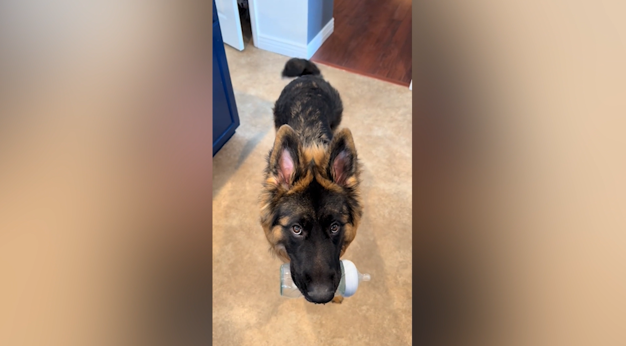 Hearts Melt As German Shepherd Puppy Takes Parenting Role Very Seriously