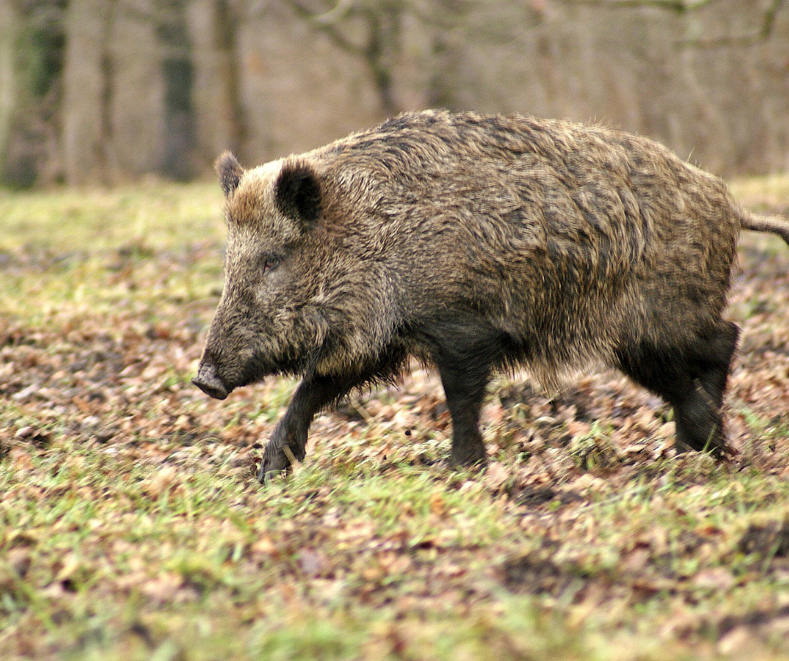 Wild hogs wreaking havoc in GA. Here's what to do if you see them in Macon