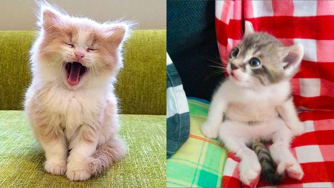 Relaxed Poses and Curious Looks | funny animal video