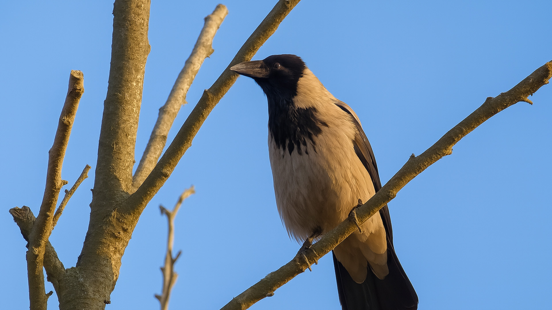 Bird Voice Hooded Crow
