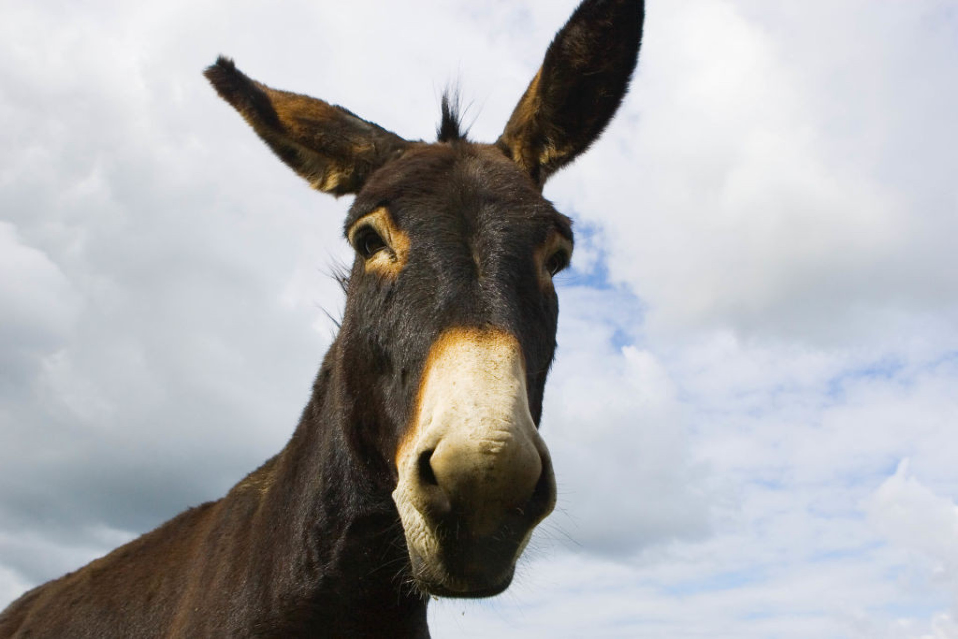 Molto più che testardi! Adorabili curiosità sugli asini