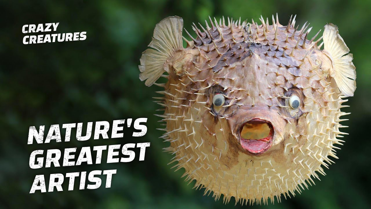 The Ocean’s Most Artistic Creature