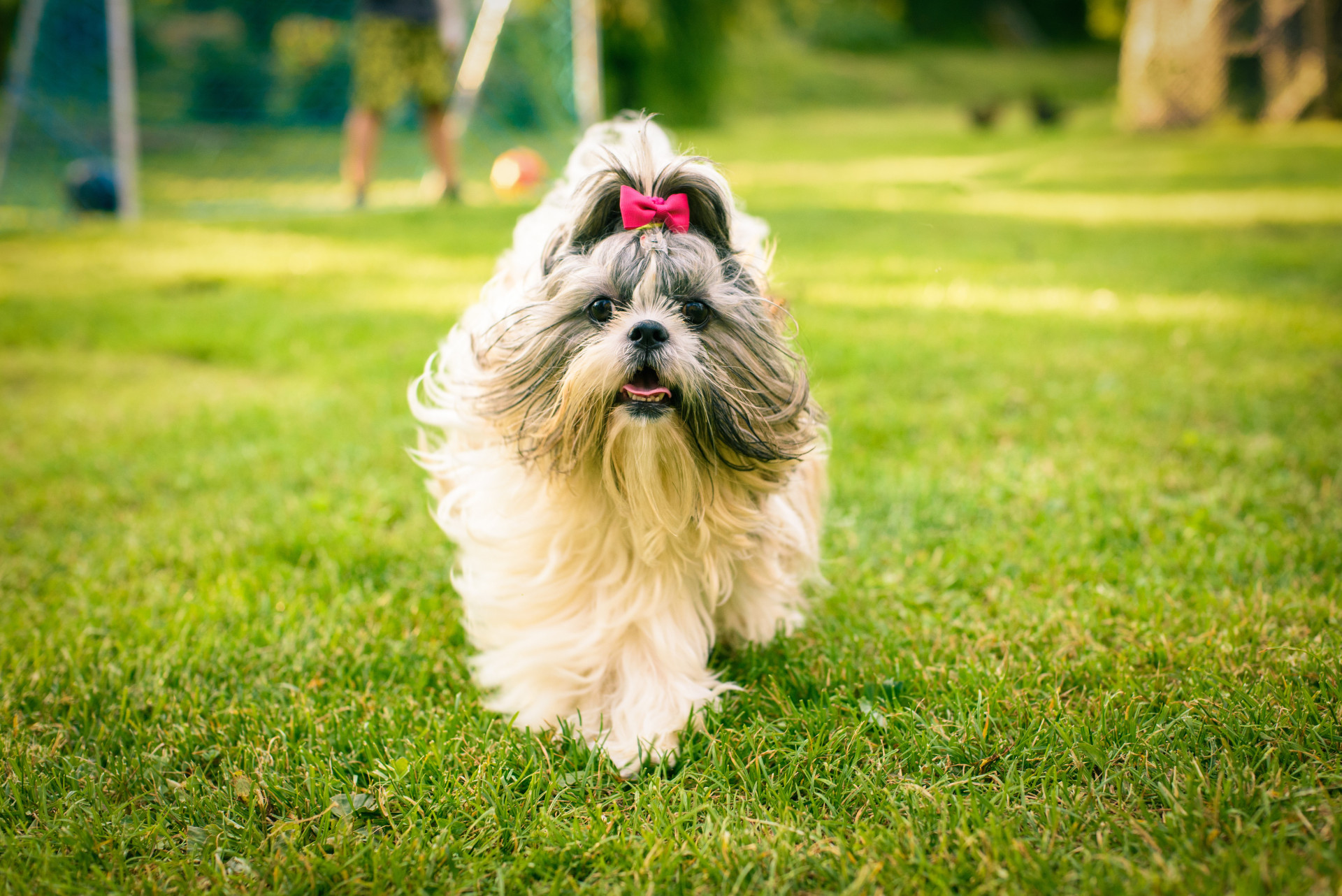Cães hipoalergênicos: raças de cachorro que são perfeitas para quem tem ...