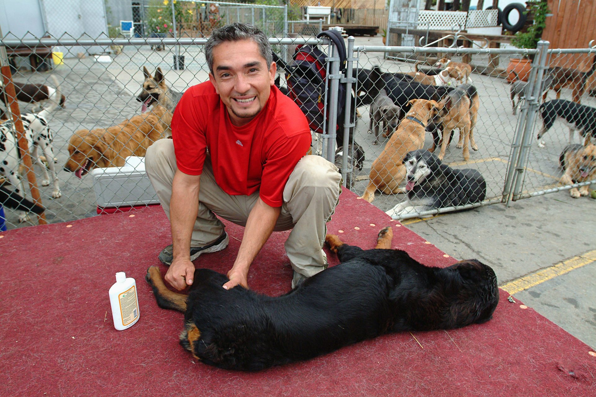 What is Cesar Millan, the Dog Whisperer, doing now?