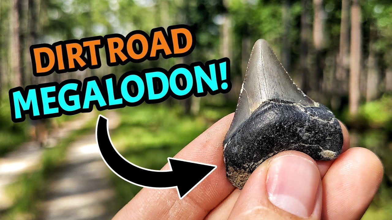 Post-Hurricane Floods Revealed TONS of Shark Teeth & Seashell Fossils ...