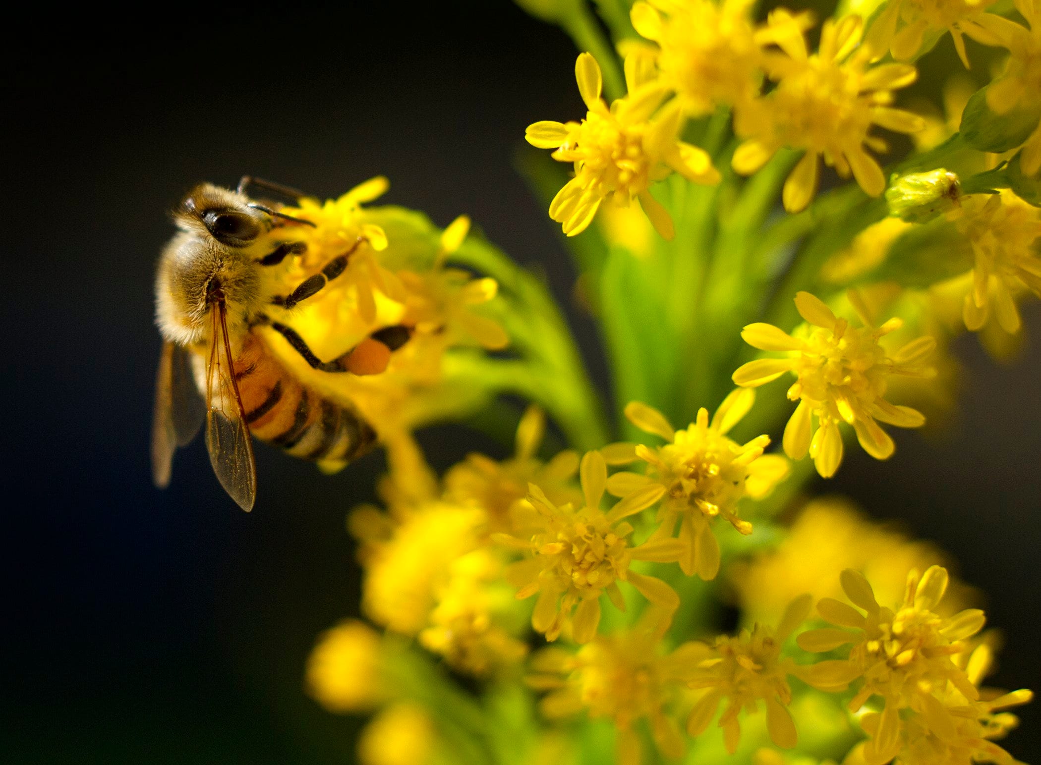 The importance of native bees. What to know