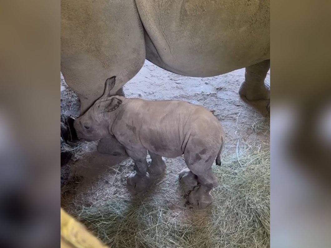 White baby rhino Ozzy delights visitors