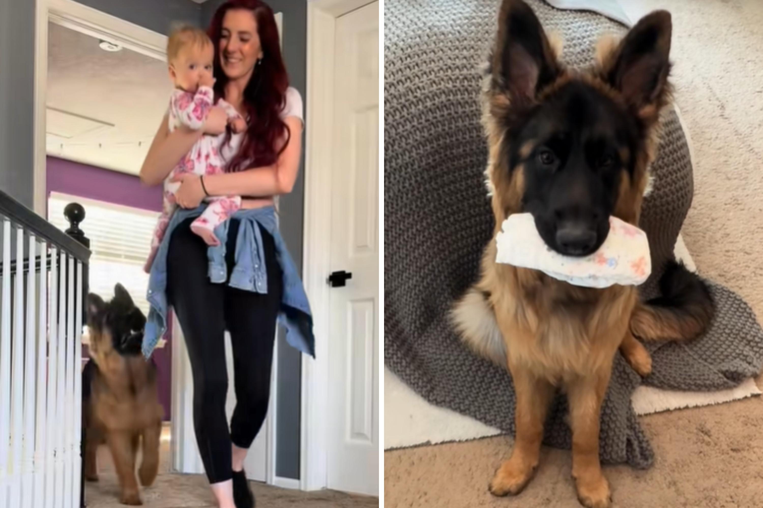 German shepherd taking parenting job very seriously goes viral, wins hearts