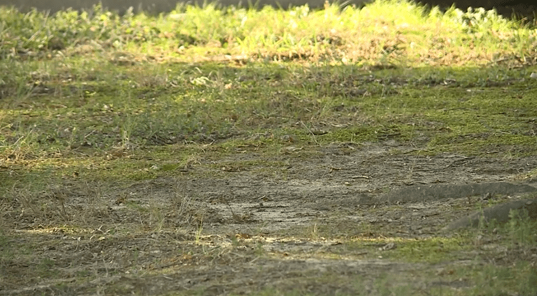 Man dies while saving wife from vicious dogs