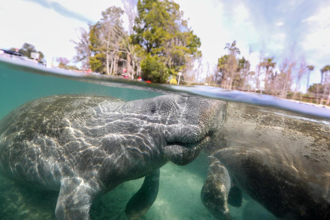 Want to spot a manatee in SC this summer? Here's where to look in ...