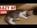 Hilarious Lazy Cats Video Compilation