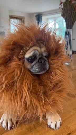 I'm Not the Hairy Pug—He Is!