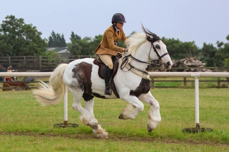 Horse Week: Moo-ving scenes in the veteran ring at Danescroft Pre ...