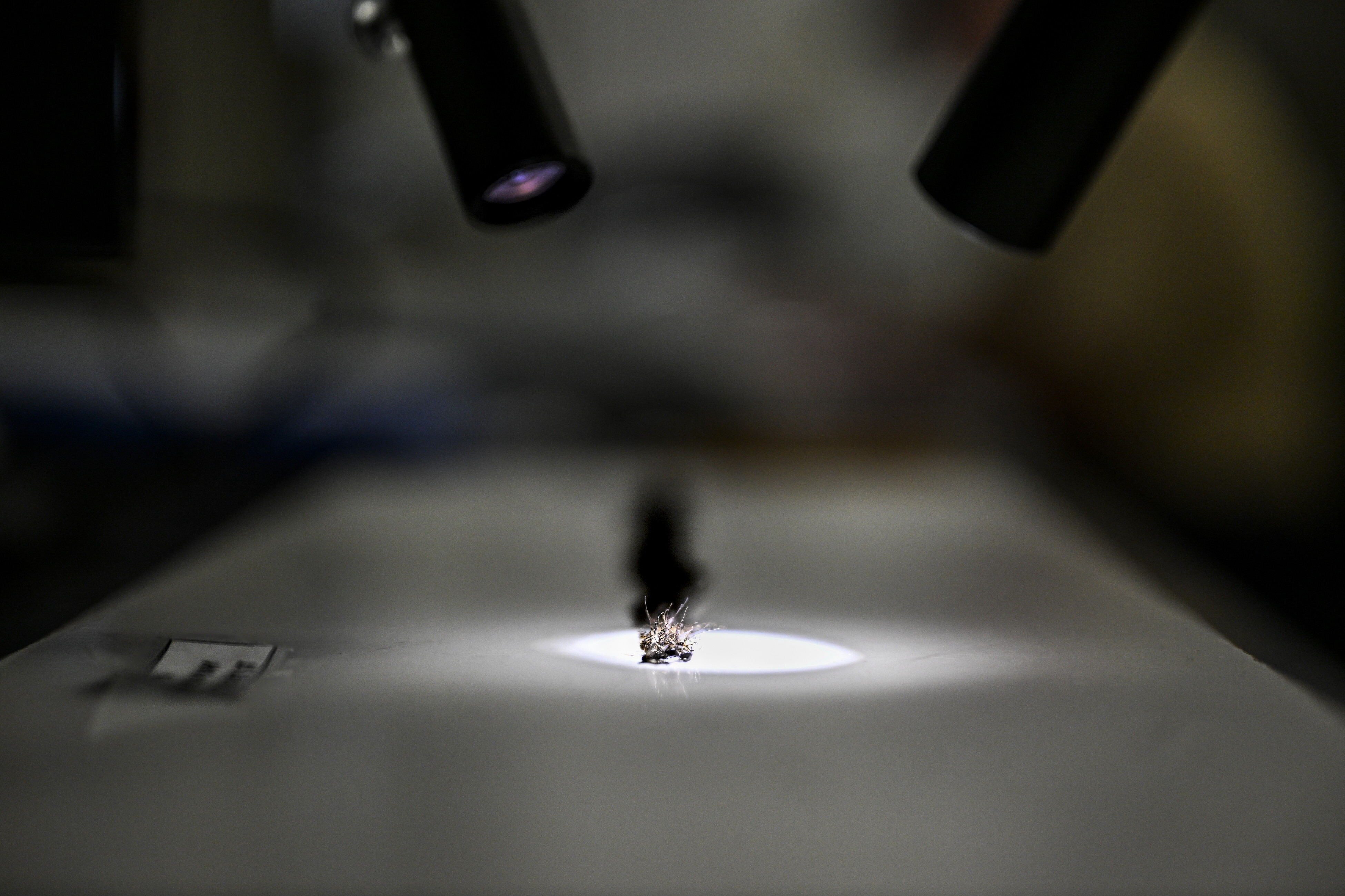 West Nile: quante persone muoiono ogni anno, tutti i numeri