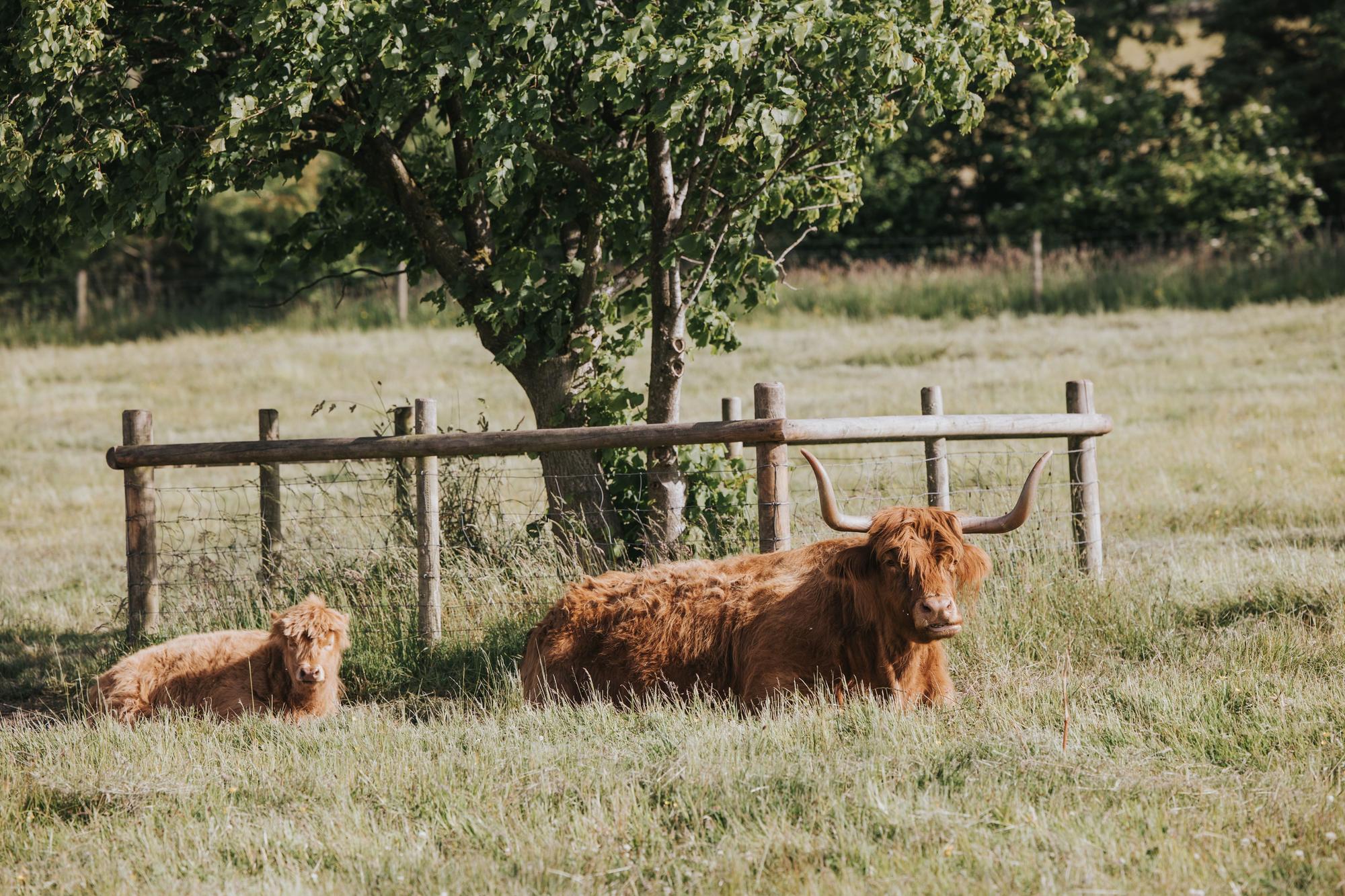 Farm-to-fork excellence: Derbyshire’s historic Walton Lodge Farm ...