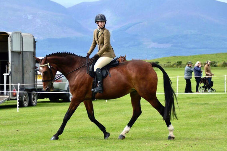 Horse Week: Moo-ving scenes in the veteran ring at Danescroft Pre ...