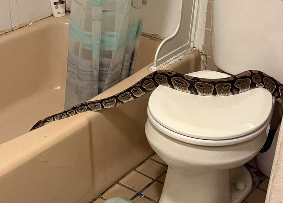 5-foot python found in bathroom of NH apartment