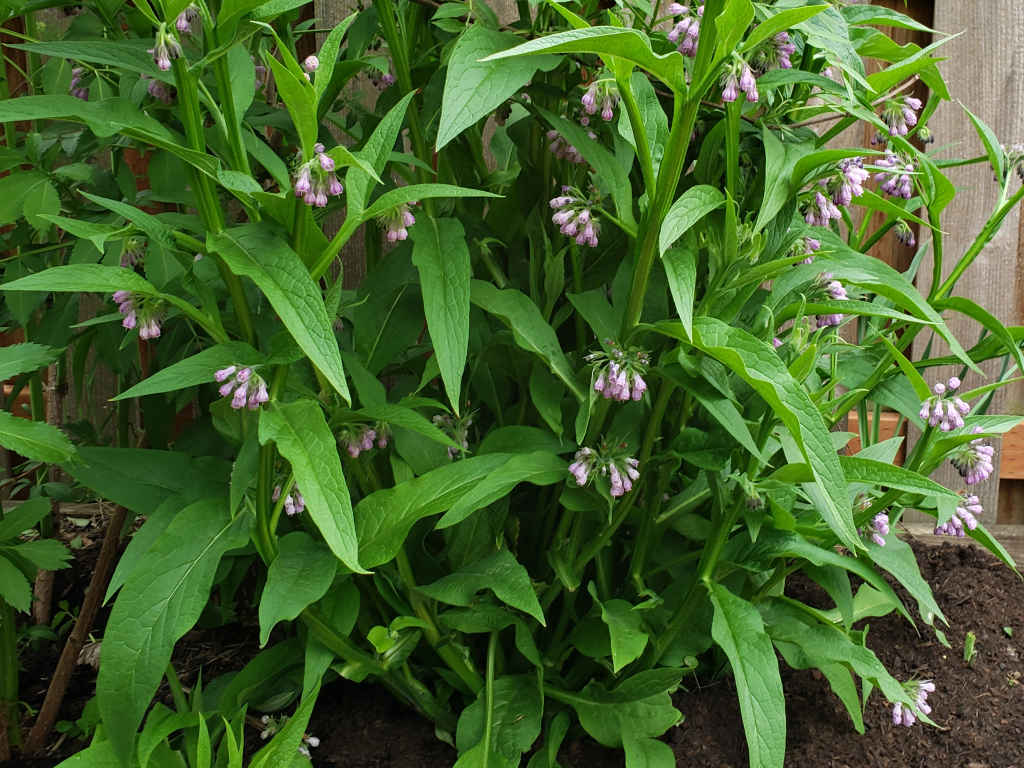 24 Vintage Garden Plants That Boost Better Soil Health