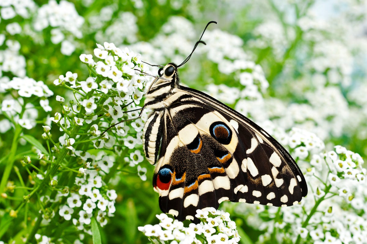 I’m a Garden Writer and This Is What I Plant for My Pollinators