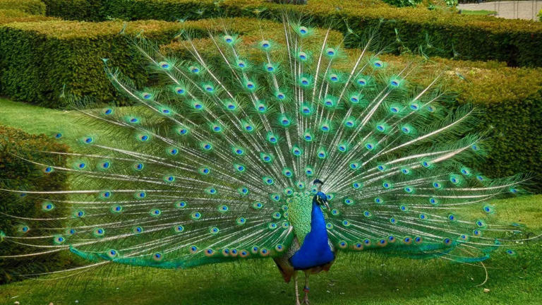 6 rare and regal giant peacocks that rule the bird kingdom