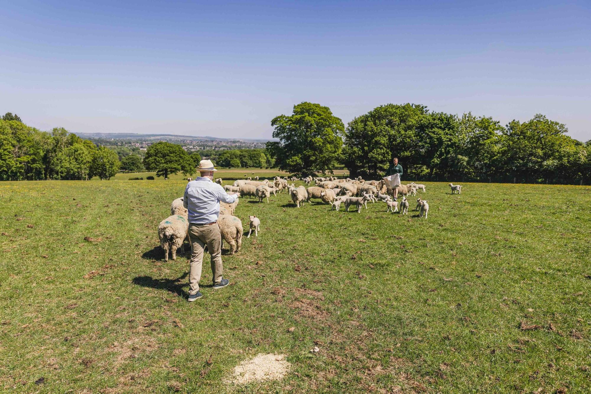 Farm-to-fork excellence: Chesterfield's historic Walton Lodge Farm ...