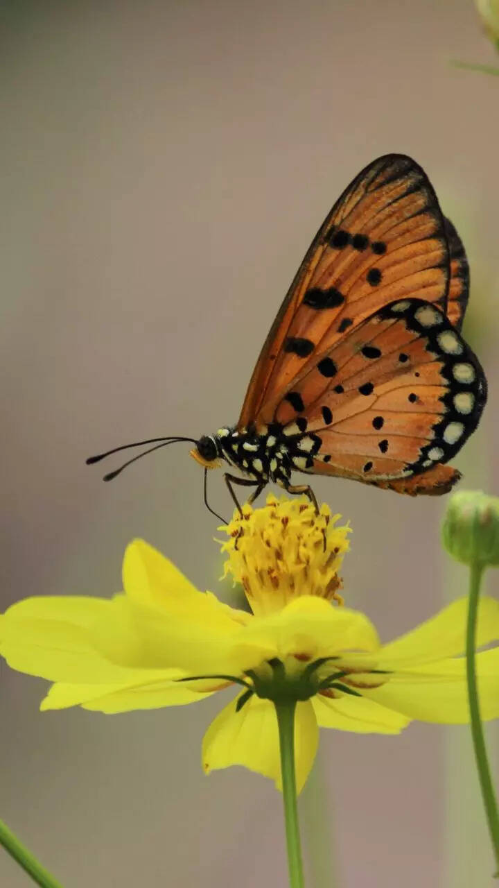 8 plants that invite pollinators to your balcony garden