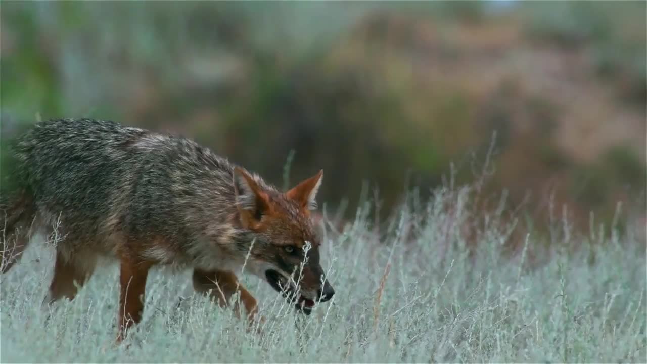 The World of the Wild Jackal Revealed in Close-Up Footage