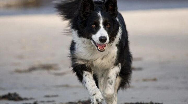 These 10 Dog Breeds Have Crazy Amounts of Energy