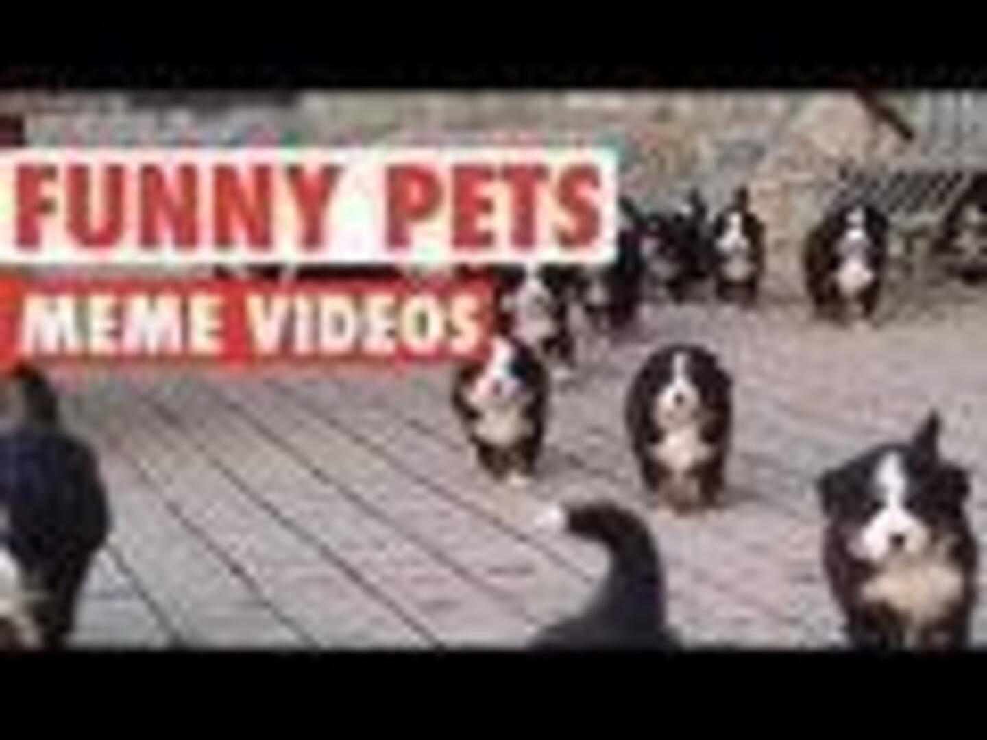 Hilarious Pet Memes Compilation