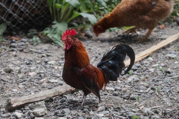 « Être comme un coq en pâte » : d’où vient cette expression