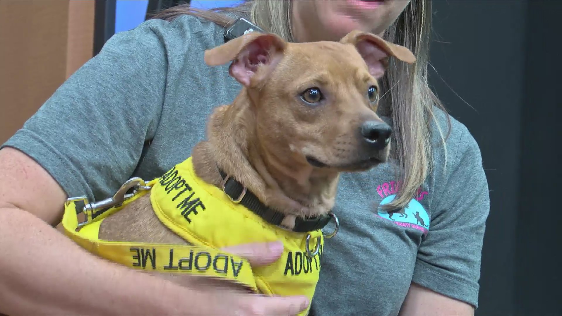 Furry Friends - Meet Buddy