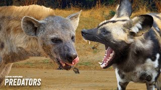 Wild Dogs Bite Hyena Trying to Steal Their Kill | Pack Vs. Pride 203