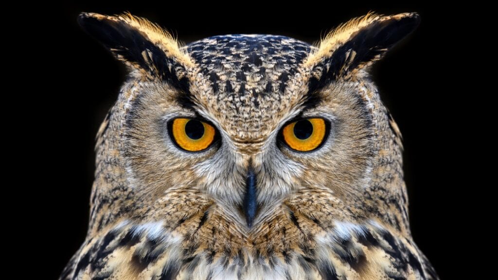 10 Owl Facts That Show Why These Birds Are Nature's Silent Assassins