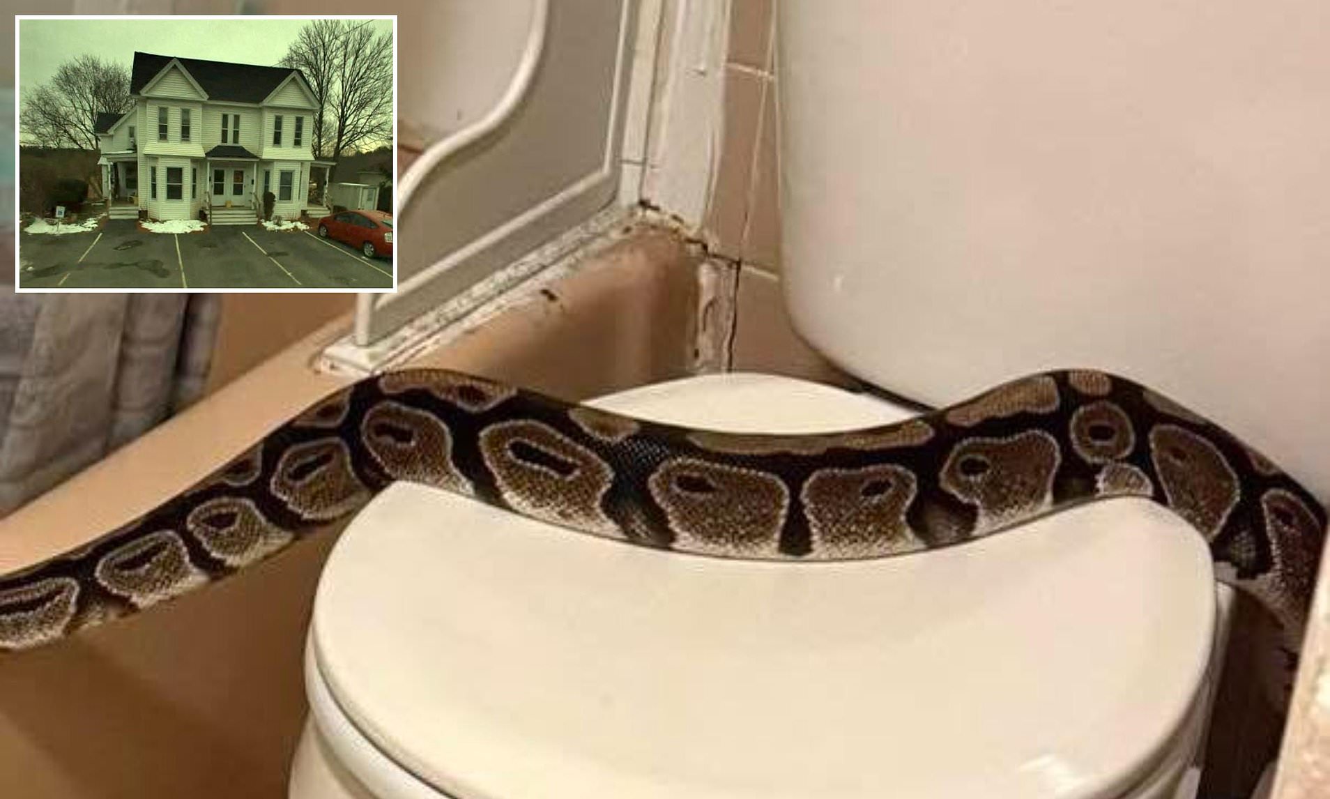 Terrified New Hampshire woman finds enormous python in her toilet