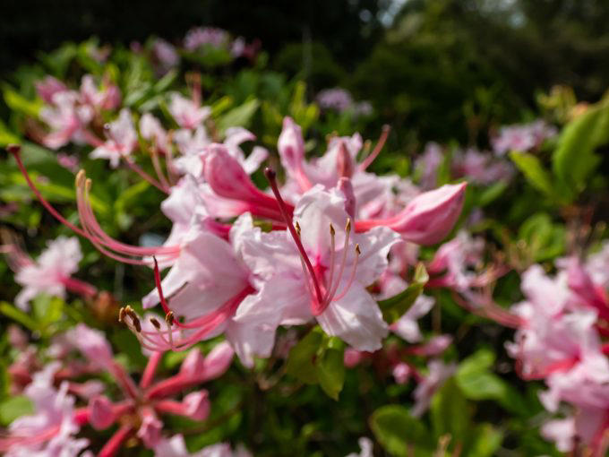 10 Flowering Shrubs to Grow Instead of Hydrangeas