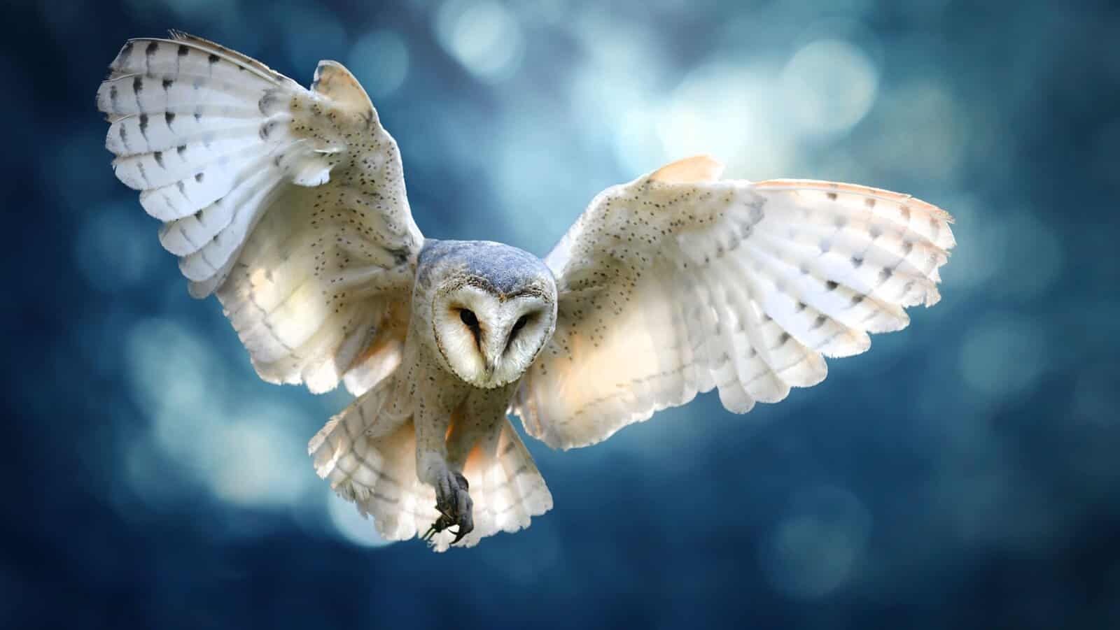 10 Owl Facts That Show Why These Birds Are Nature's Silent Assassins
