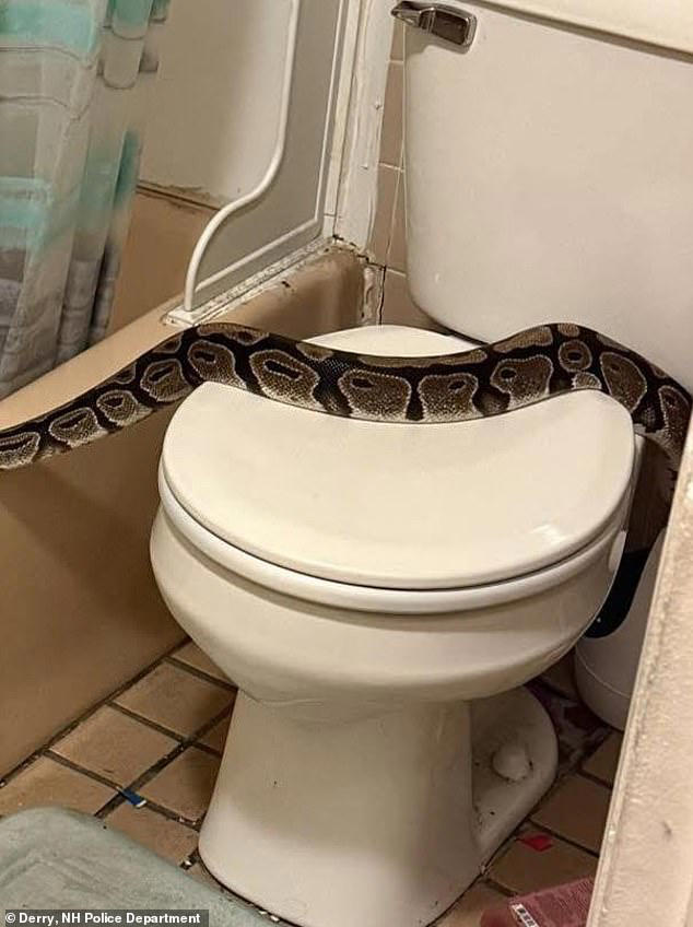 Terrified New Hampshire woman finds enormous python in her toilet