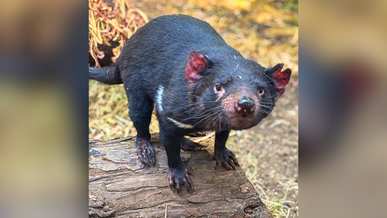 L.A. Zoo introduces pair of rare, hard-biting devils from Australia