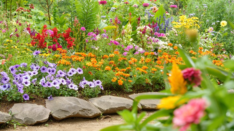 The Self-Seeding Flower That'll Effortlessly Fill Empty Spaces In Your ...
