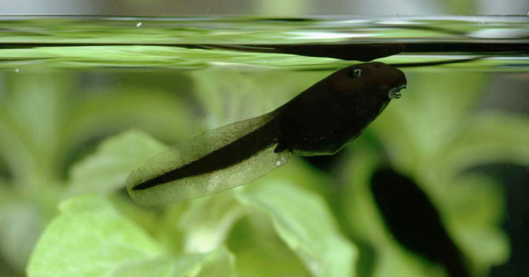 First Complex Life on Earth Formed 1.5 Billion Years Earlier Than ...