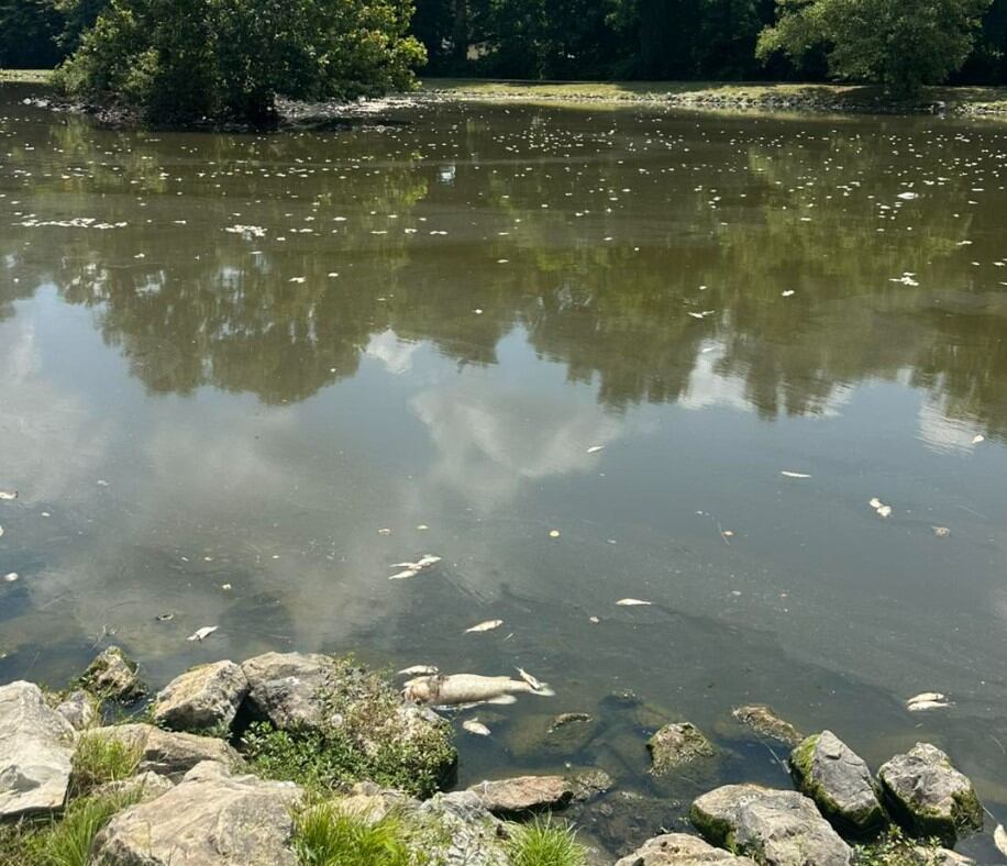 City park’s pond closed following fish die-off