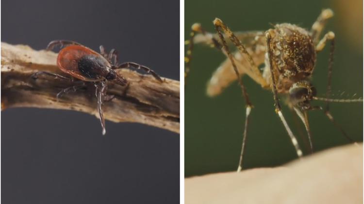 Maine CDC reports first human Powassan case, first West Nile bird case ...