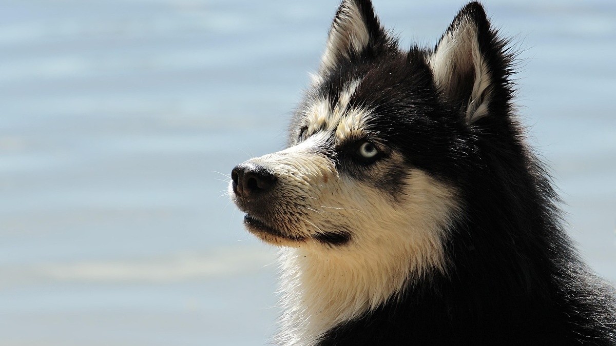 Silent disease in dogs: the threat that hurts but cannot be seen