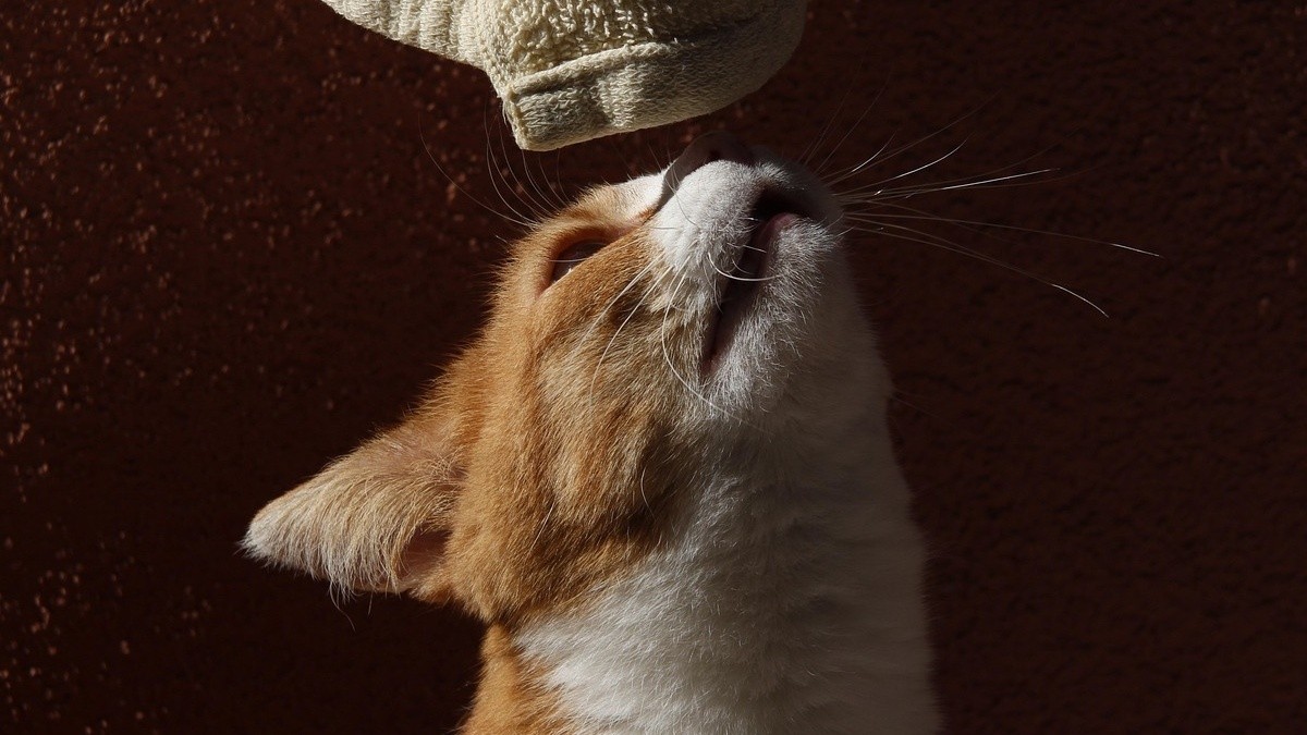 8 consejos para evitar que tu gato arañe los muebles