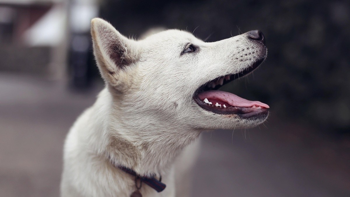 10 human behaviors that dogs hate and would prefer you avoid