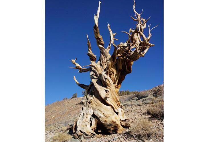 Ancient Methuselah Tree in California Predates Egyptian Pyramids